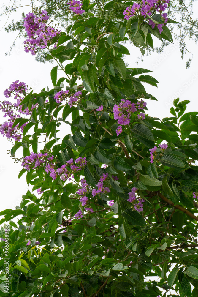 Lagerstroemia speciosa blooms purple flowers. imperial or flower of the ...