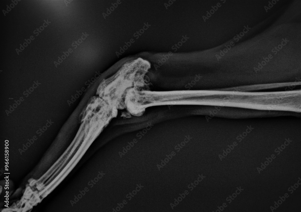 X-ray of a cat showing bone cancer. Veterinary medicine. Oncology. The ...