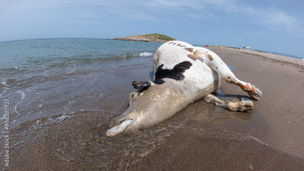 Dead cow in the beach, Death nature, dead animal, human ecology issues ...