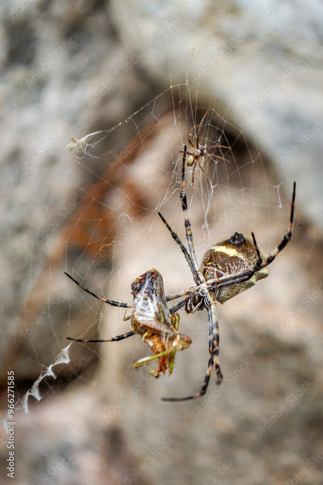 We see a beautiful tiger spider (argiope argentata), a specimen ...