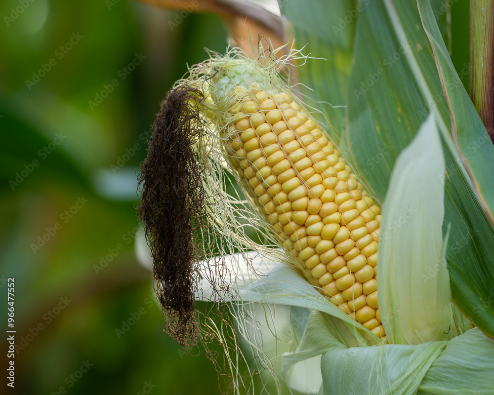 Fresh yellow organic corn pod. Close-up corn cob in corn plantation ...
