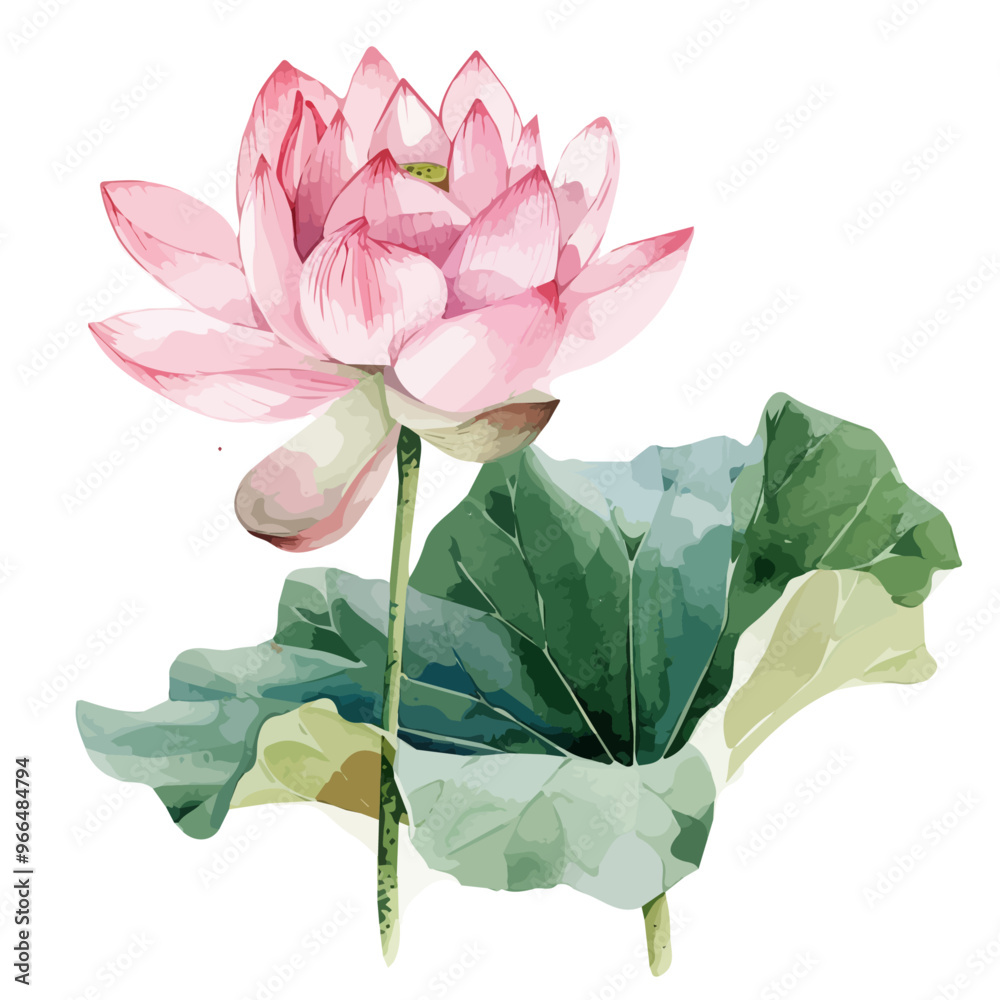 Watercolor clipart of Lotus flower, isolated on a white background, and ...