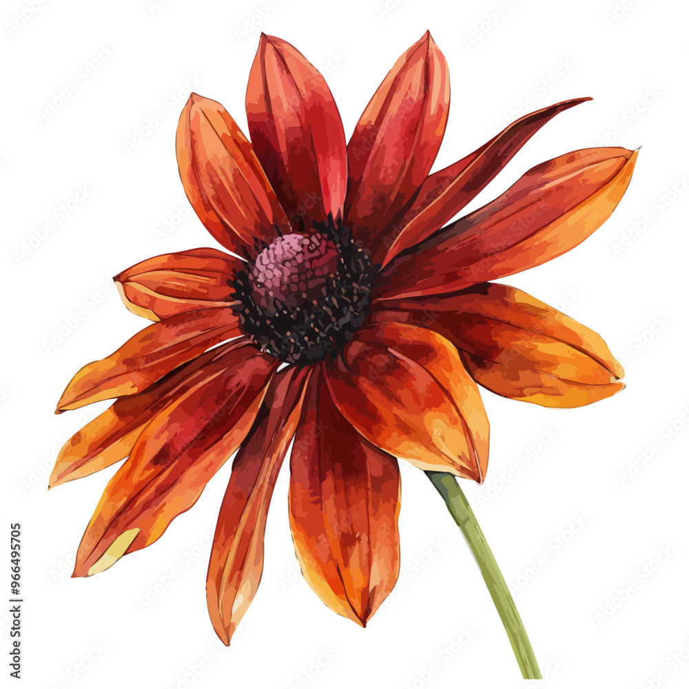 Vecteur Stock Watercolor drawing of rudbeckia hirta (Black-eyed Susan ...