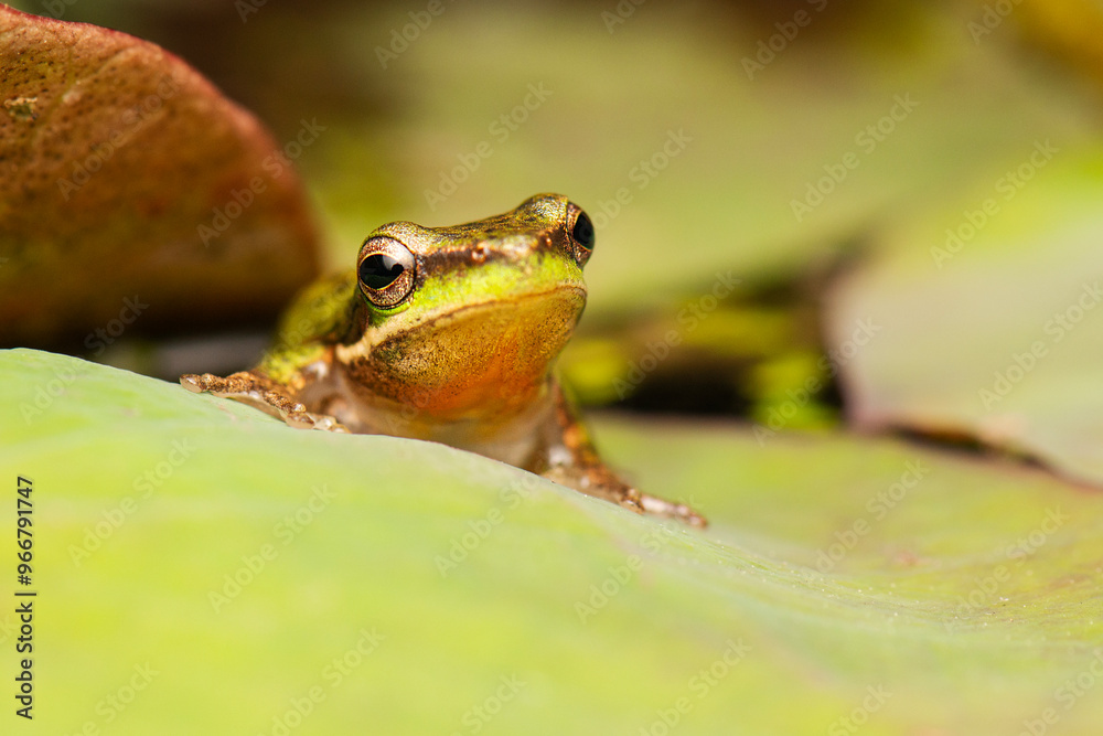 The wallum sedge frog, also known as the Olongburra frog or the sharp ...