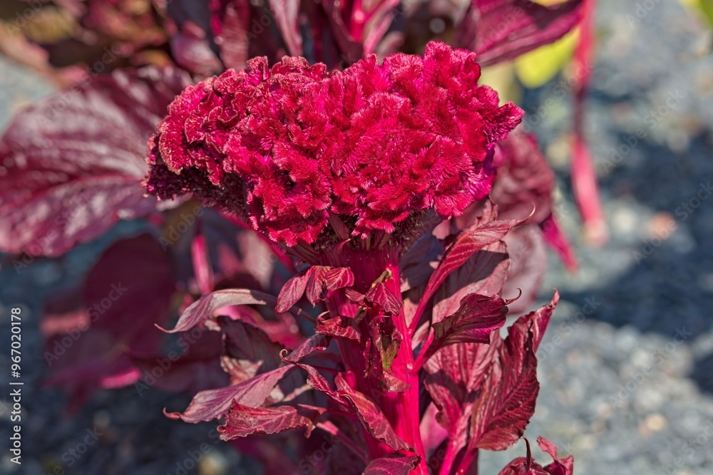 Closeup of celosia argentea `empress`, commonly known as the plumed ...