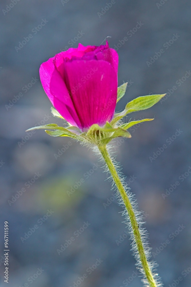 Closeup of Callishoe involuerata also known as purple poppy-mallow ...