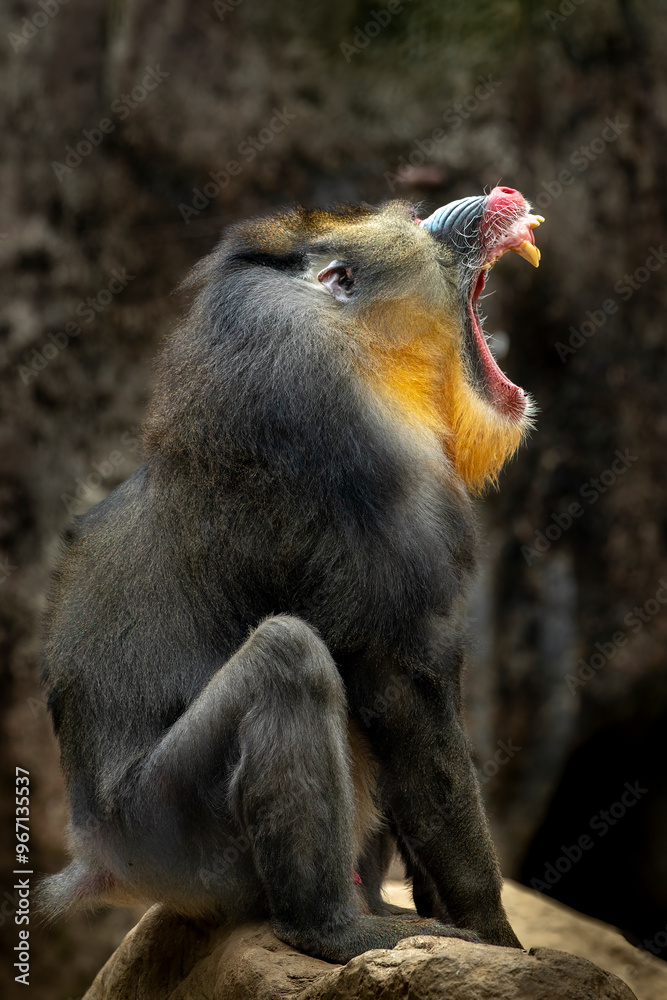 The Mandrill (Mandrillus sphinx) is a large Old World monkey native to ...