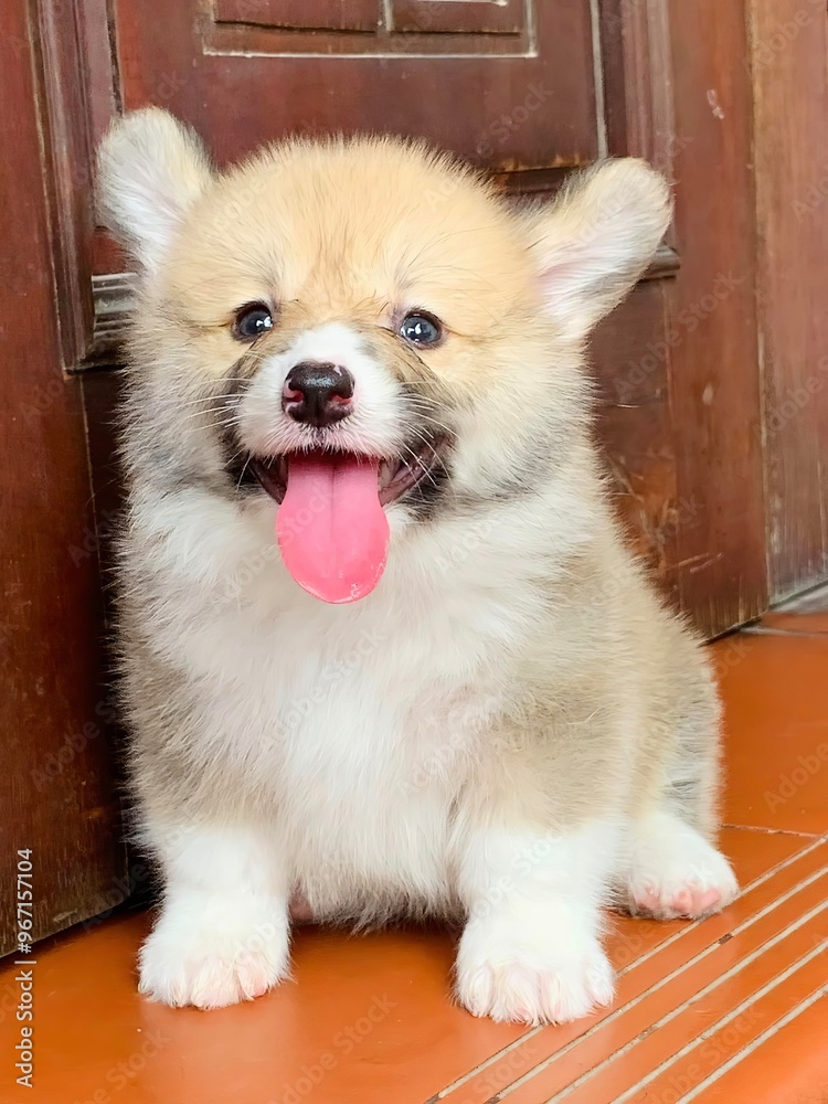 Little Corgi puppy is so adorable with its tiny paws and fluffy tail ...