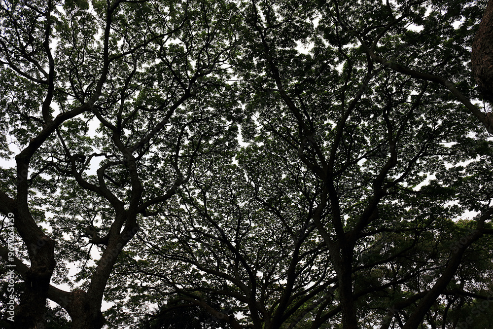 Poster Looking up at the massive tree, its canopy appeared to cover the ...