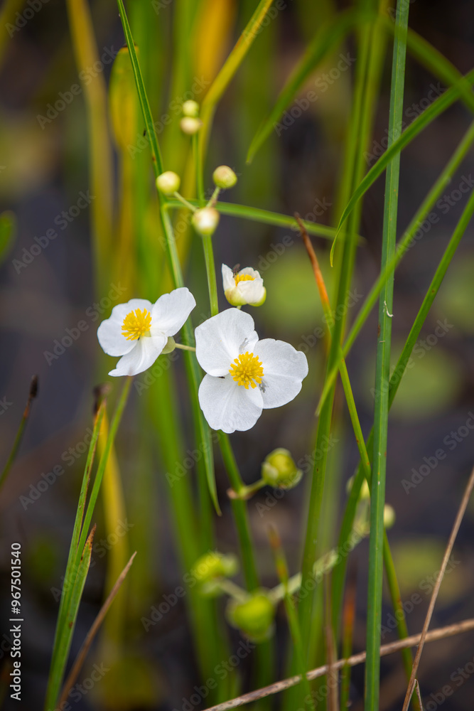 This is a broadleaf (or common) arrowhead (sagittaria latifolia). These ...