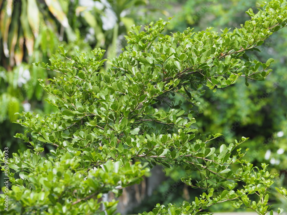 Ivory Coast almond is a perennial ornamental plant. Branches of Black ...