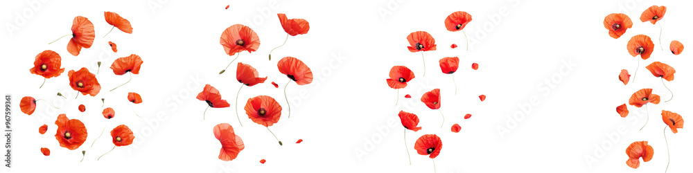 falling poppy flowers on white background, transparent background ...