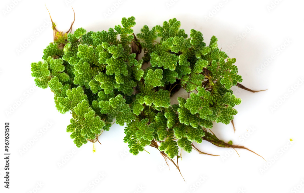 Green Azolla microphylla on white background. Used as an ingredient in ...