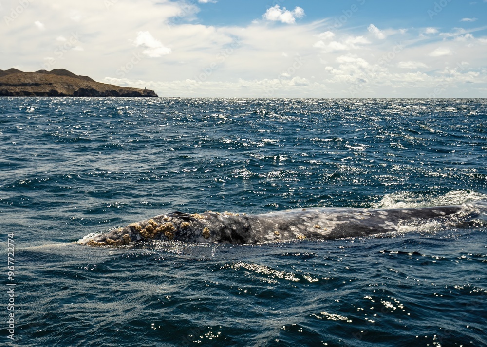Closeup Whale Swimming At Ocean showing skin covered with balanuses and ...