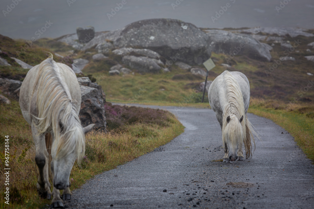 Eriskay ponies walking along a road on a cold wet day, Image shows wild ...