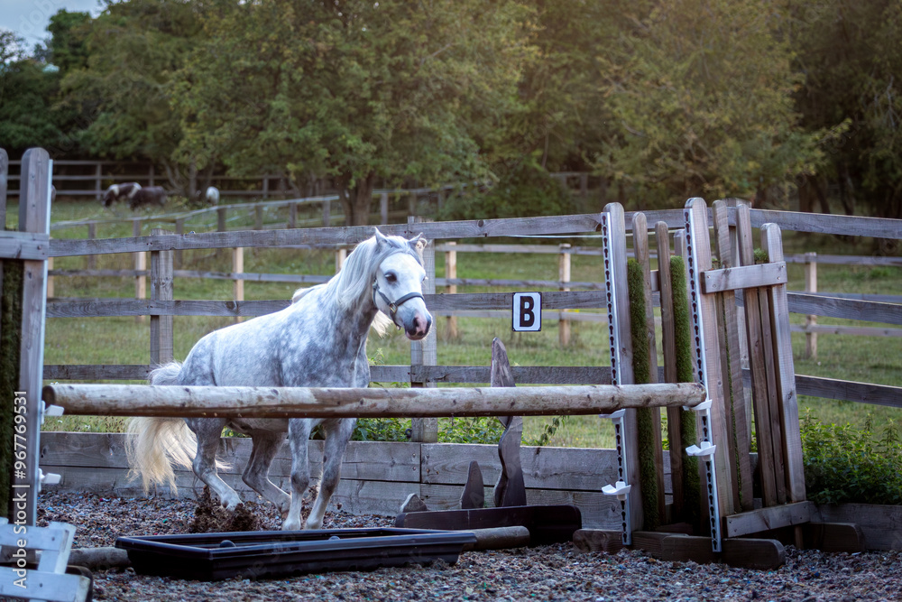 Beautiful Section A Welsh Cob grey gelding jumping over a jump unaided ...