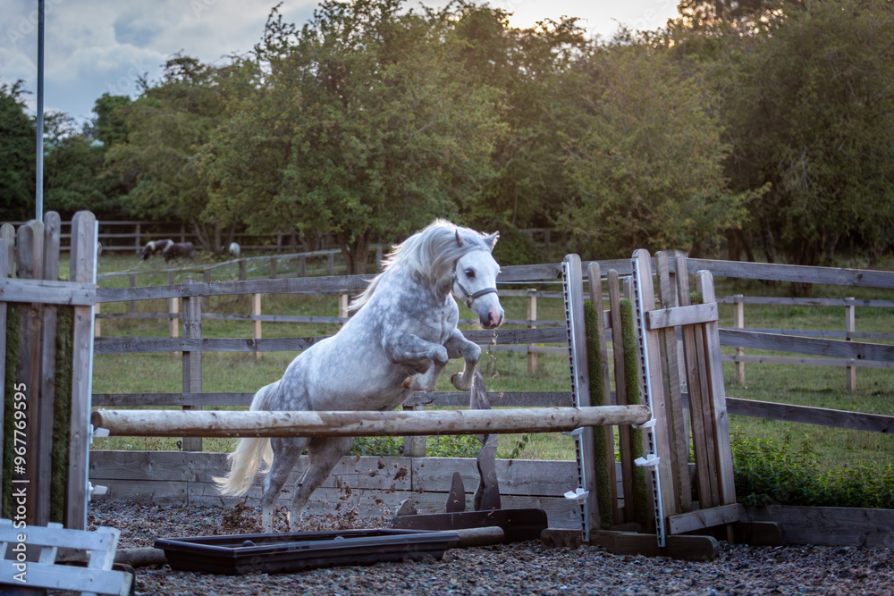 Beautiful Section A Welsh Cob grey gelding jumping over a jump unaided ...