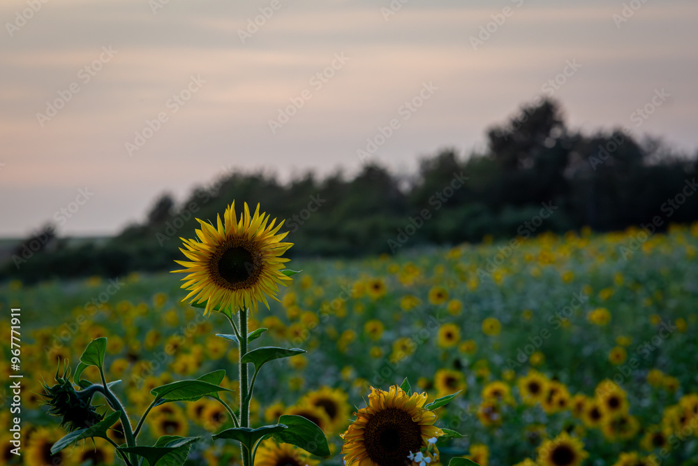 Evening sunset on Salisbury plain in a field full of sunflowers or ...