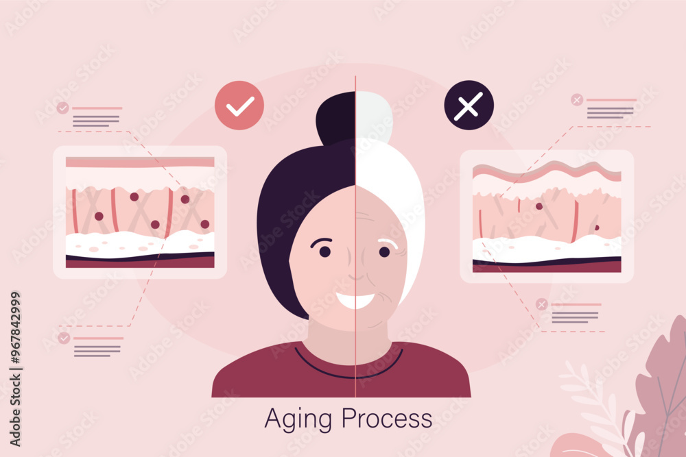 Aging process, faces of young and old women. skin aging infographic ...