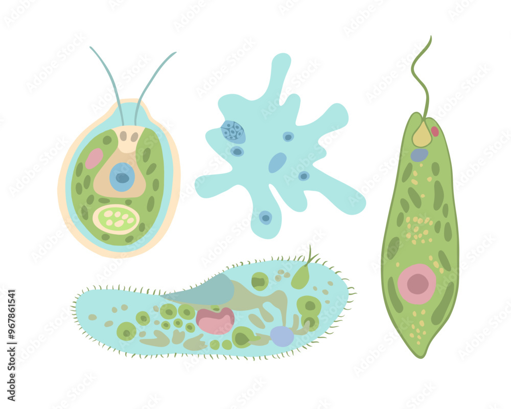 Vector isolated illustration set of unicellular organisms. Study of ...