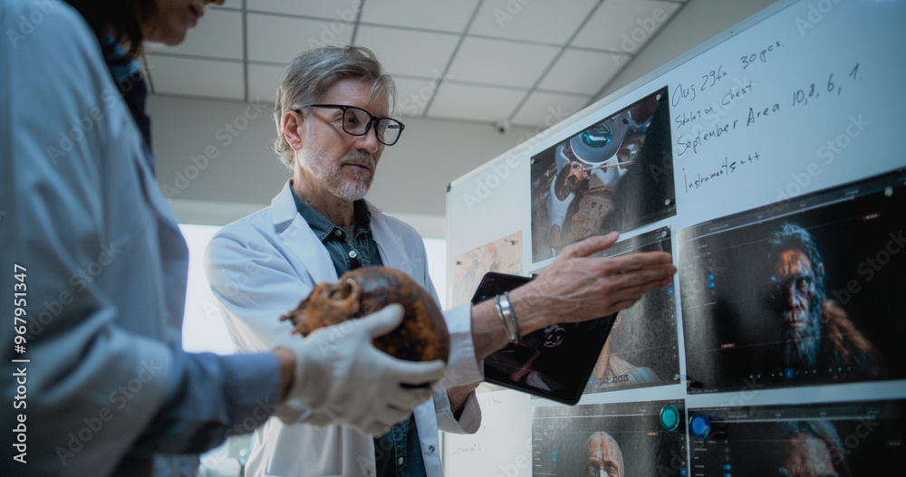 Male and female scientists study anatomy of fossil skull of ancient man ...