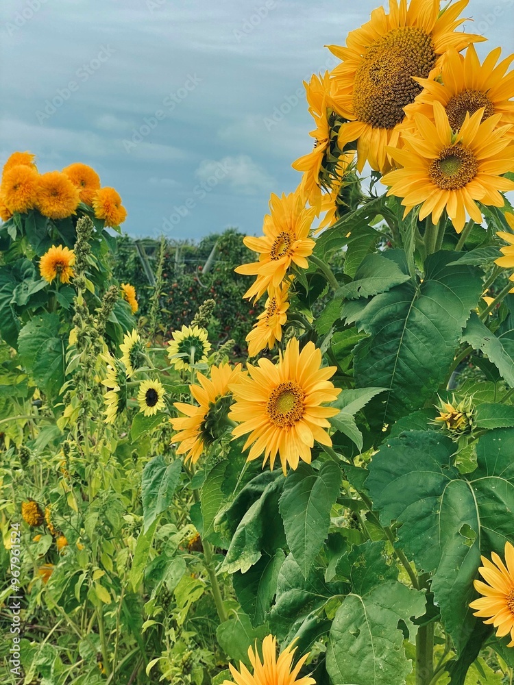 Field of sunflowers among a grassy field. Various varieties. Huge ...