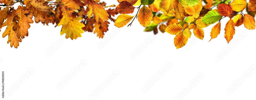 Autumn leaves of beech and oak on branches make a border, studio ...
