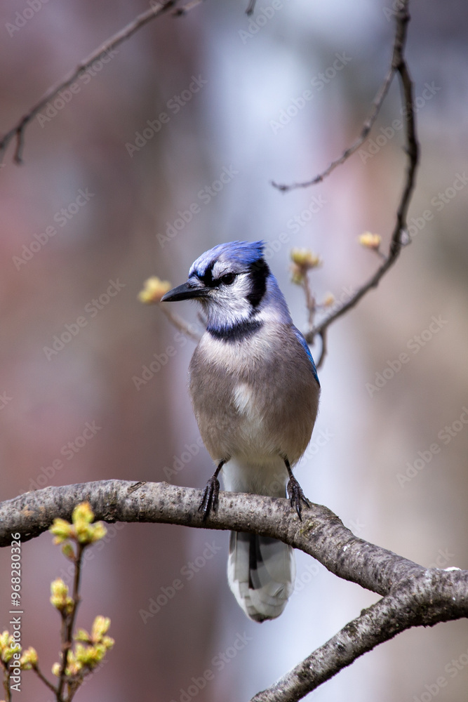 Blue Jay (Cyanocitta cristata), common in forests and urban parks Stock ...