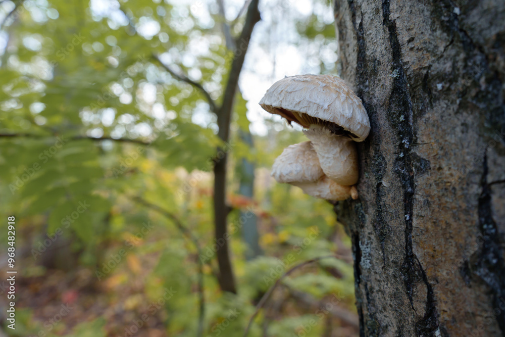 Pholiota populnea mushroom, a wood-decaying species, breaks down the ...