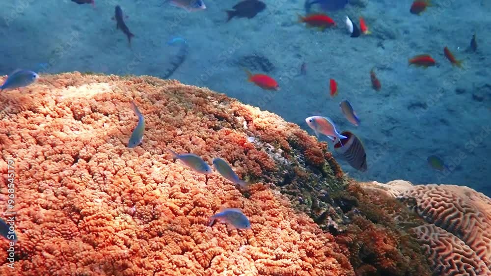 Biodiversity of exotic coral reefs. These ecosystems inhabiting by ...