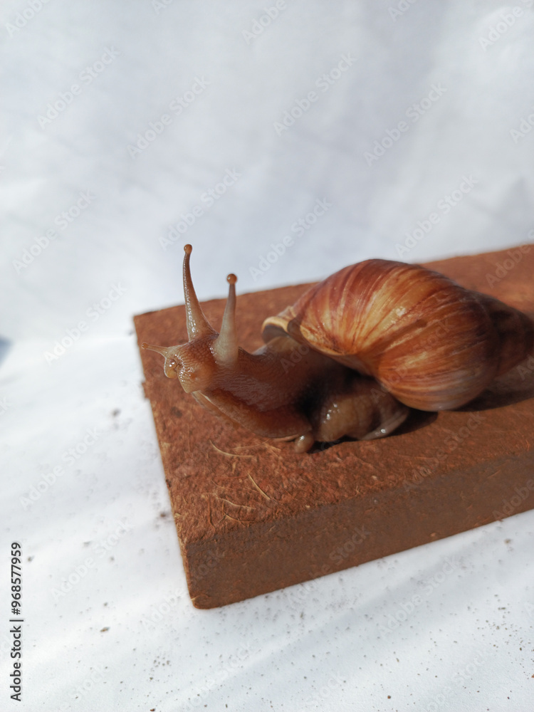 Coconut substrate in close-up on a white background. The snail crawls ...