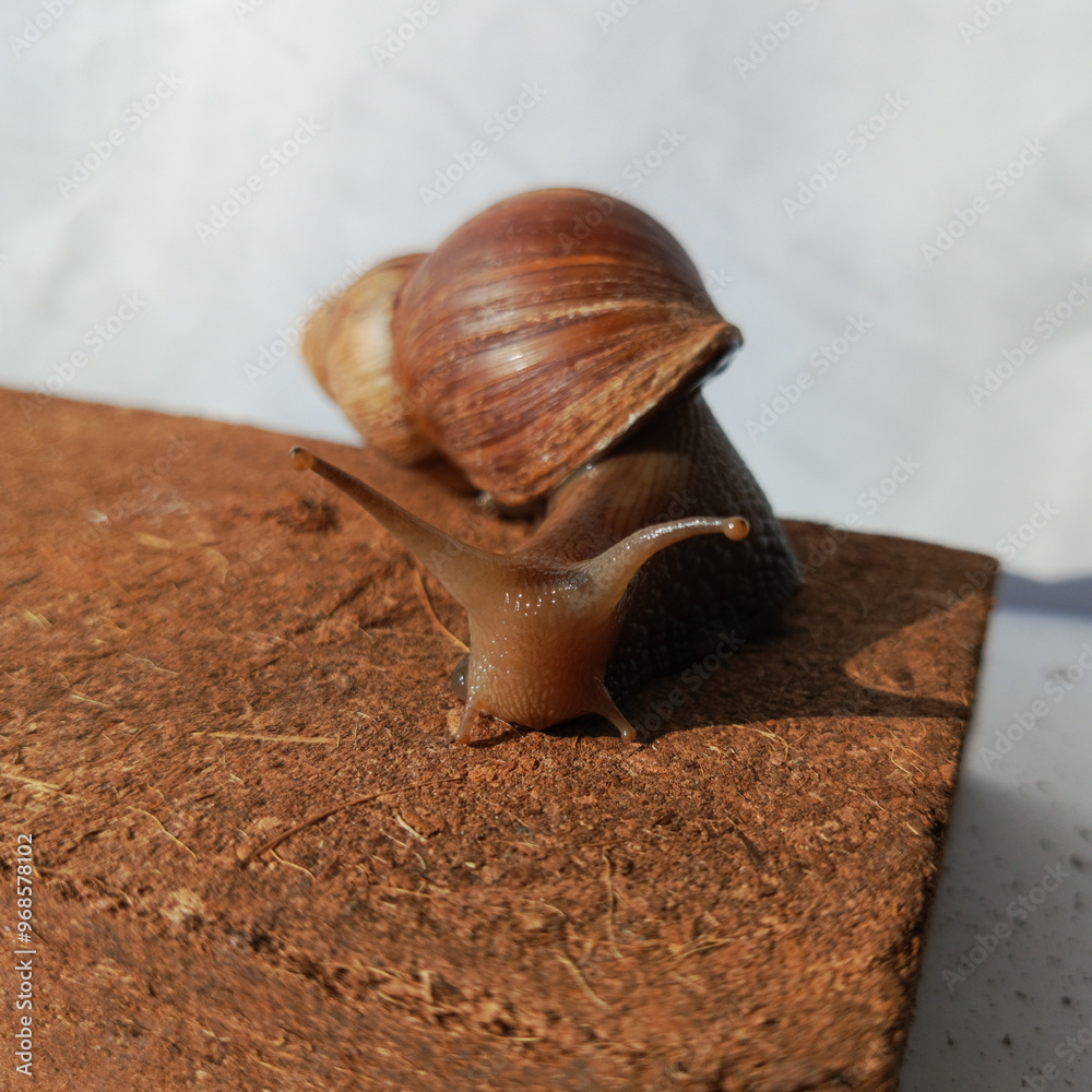 Coconut substrate in close-up on a white background. The snail crawls ...