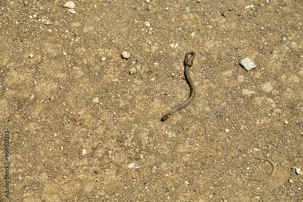 A young grass-snake (Natrix natrix) crosses the soil road in fright ...