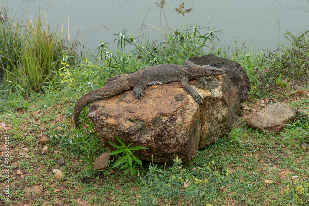 Foto de The Bengal monitor (Varanus bengalensis), also called the ...