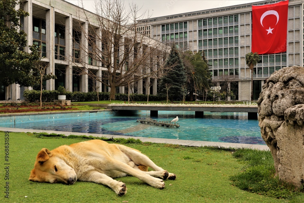 Stray dog rests near a government building in Istanbul, Turkey. The dog ...