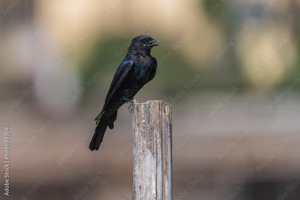 Black Drongo close-up shot. The Black drongo (Dicrurus macrocercus) is ...