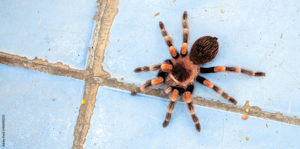 Tarantula spider close-up on the floor in the house. Tarantula spider ...