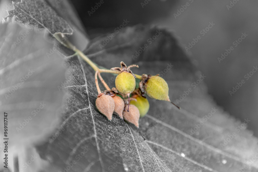 Staphylea pinnata pertenece a la Staphyleaceae. Stock Photo | Adobe Stock