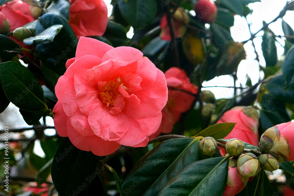 Japanese Camellia - Camellia japonica - tree covered pink flowers close ...