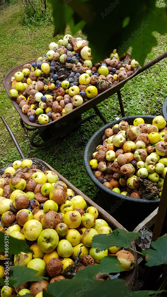 two old wheelbarrows and containers in the garden, full of rotten ...