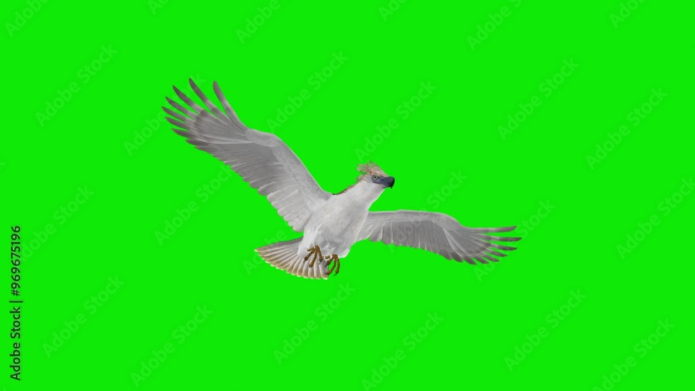 Great Philippine Crested Eagle Raptor Bird - Flying Loop - Aerial Front ...