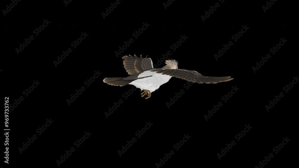 Great Philippine Crested Eagle Raptor Bird - Flying Loop - Aerial Back ...