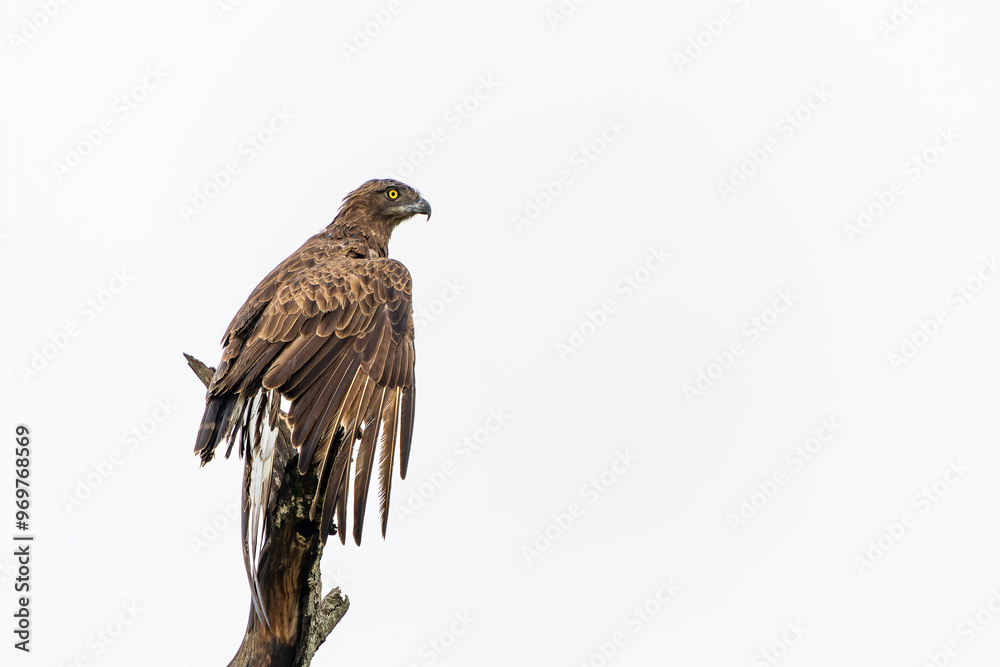 Brown Snake Eagle (Circaetus cinereus) in the rain. This completely wet ...