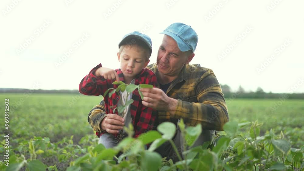 Father young son soya field. Family bonding over agriculture. Teaching ...