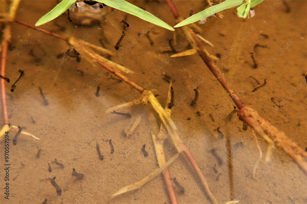 Mosquito larvae in a stagnant pool of water. larva hangs upside down ...