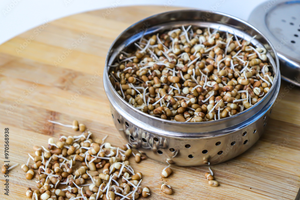 Freshly sprouted matki, also known as moth beans. Small brown legumes ...