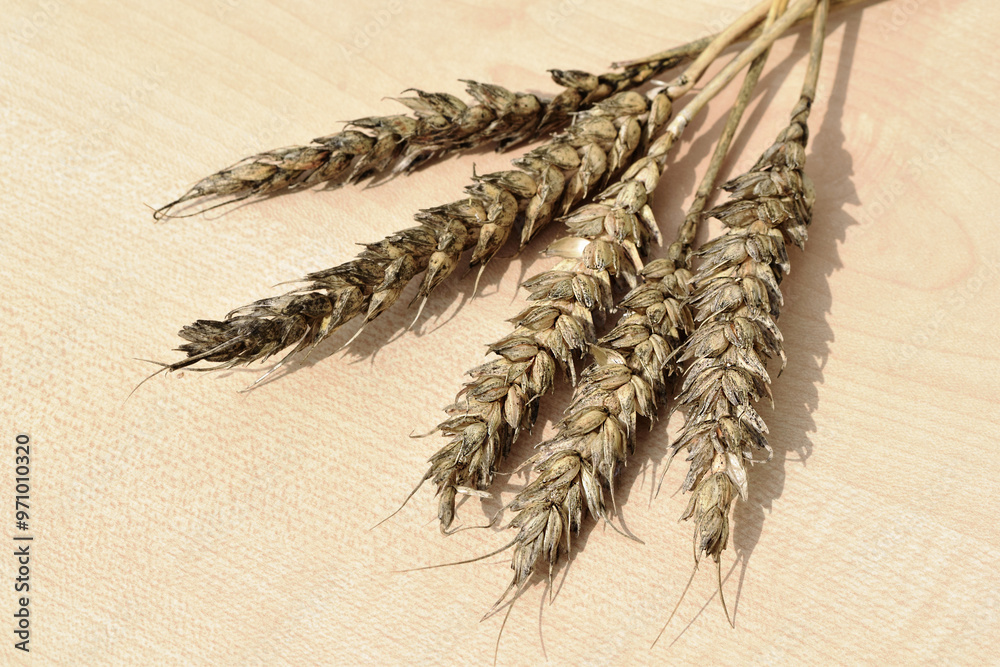 Wheat ears with black (sooty) head mold of wheat, caused by fungi ...