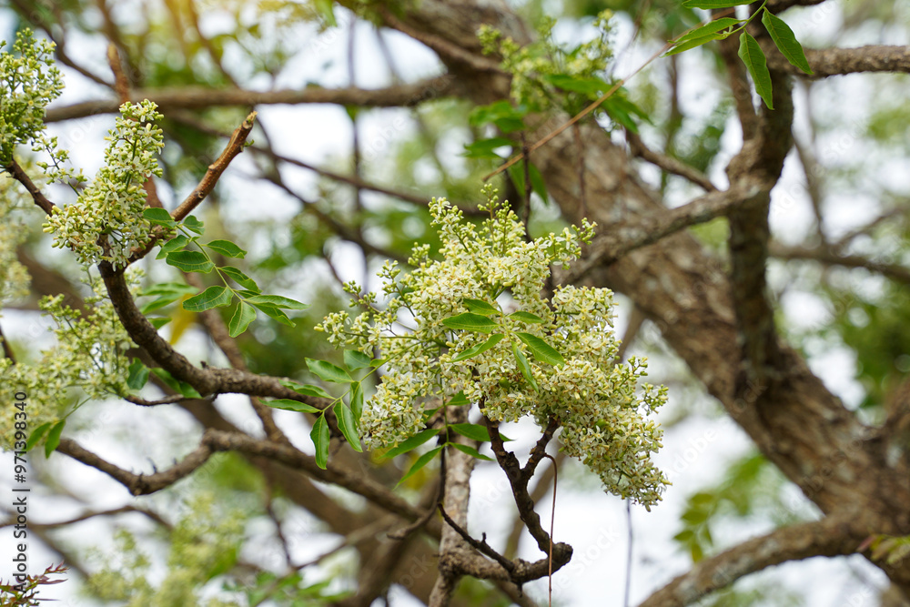 Siamese neem tree has feathery compound leaves. The leaves are smooth ...