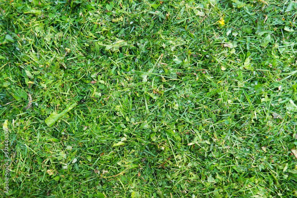 Freshly mown green grass is depicted in the background.The concept of ...