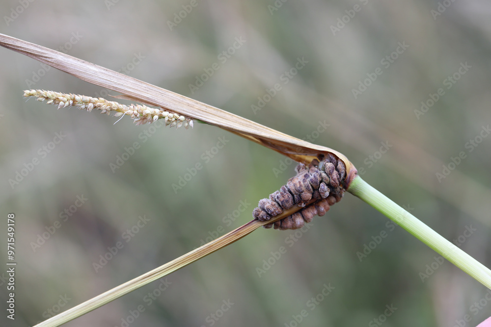 Ustilago trichophora, fungus in the family smut fungi, Ustilaginaceae ...